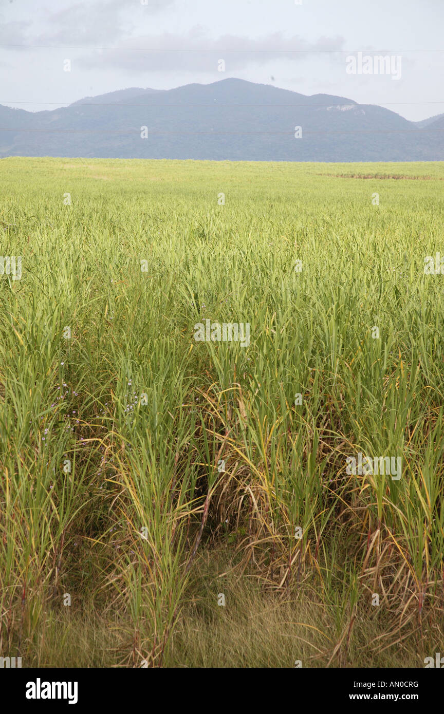 Cuba sugar cane plantation hi-res stock photography and images - Alamy
