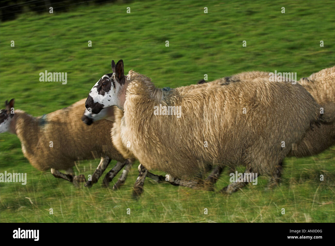 Welsh Mules running in field Stock Photo - Alamy