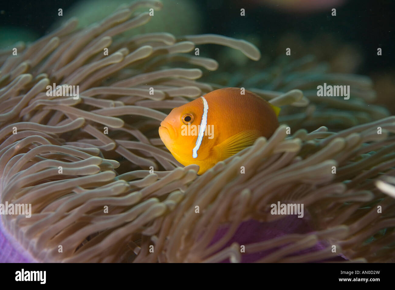 Pink Anemone Fish, false clown fish baros maldives Stock Photo - Alamy