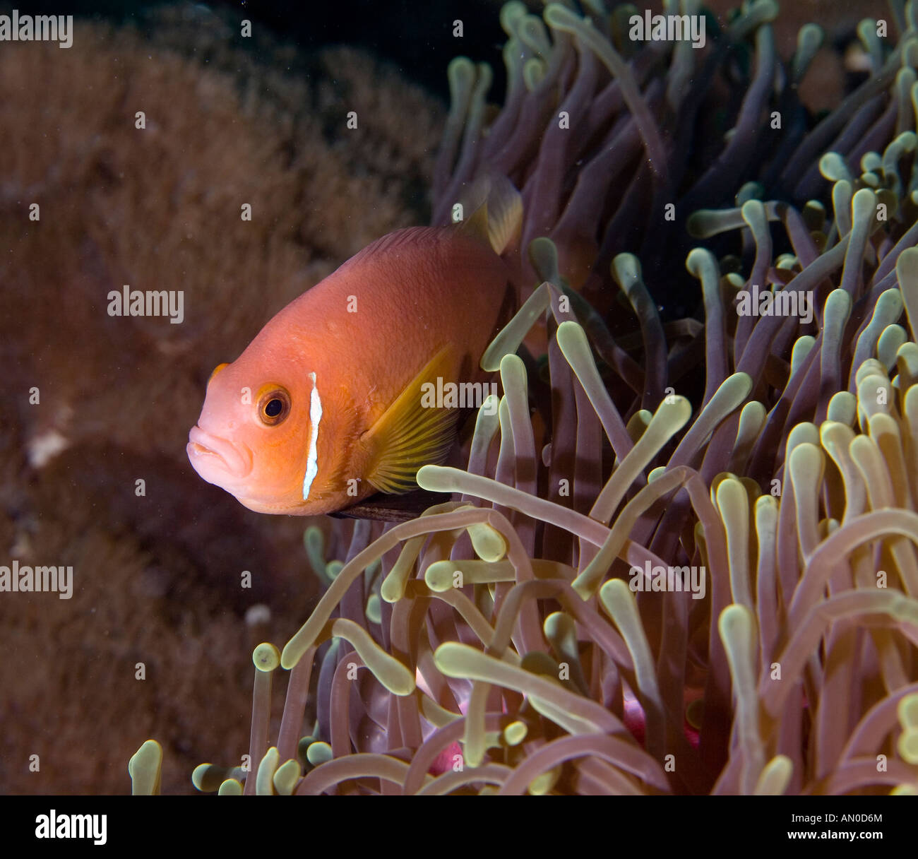 Pink Anemone Fish, false clown fish baros maldives Stock Photo - Alamy
