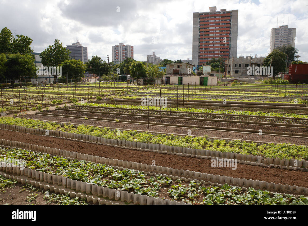 Crops at Organiponico La Sazon urban farm, Havana, Cuba, Tower blocks ...