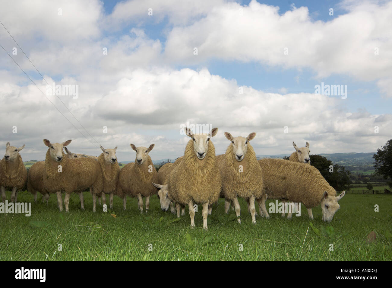 Welsh ram lambs hi-res stock photography and images - Alamy