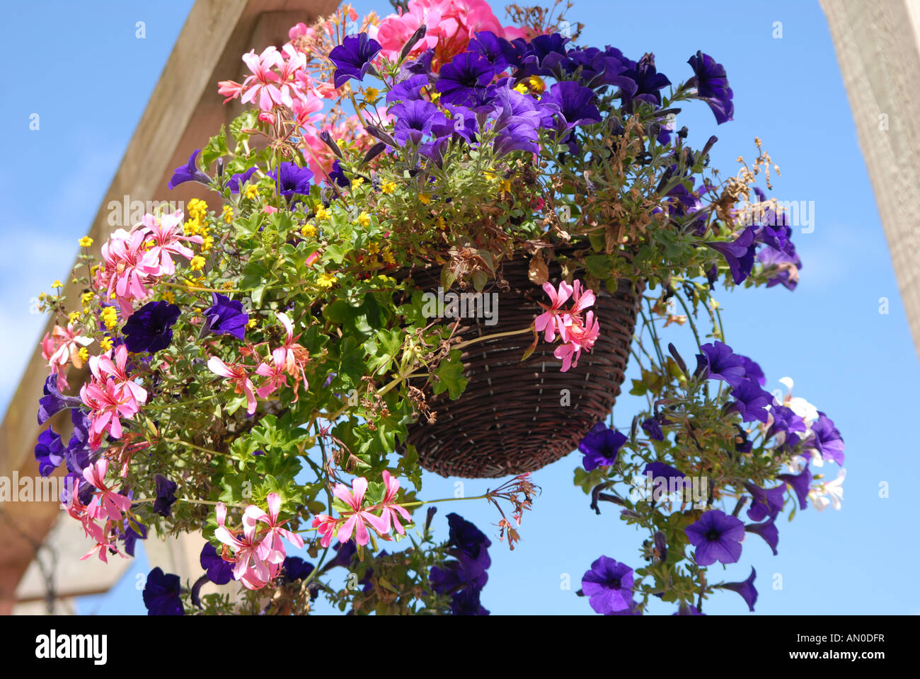 Hanging baskets in the seaside town of Dawlish in South Devon Stock ...