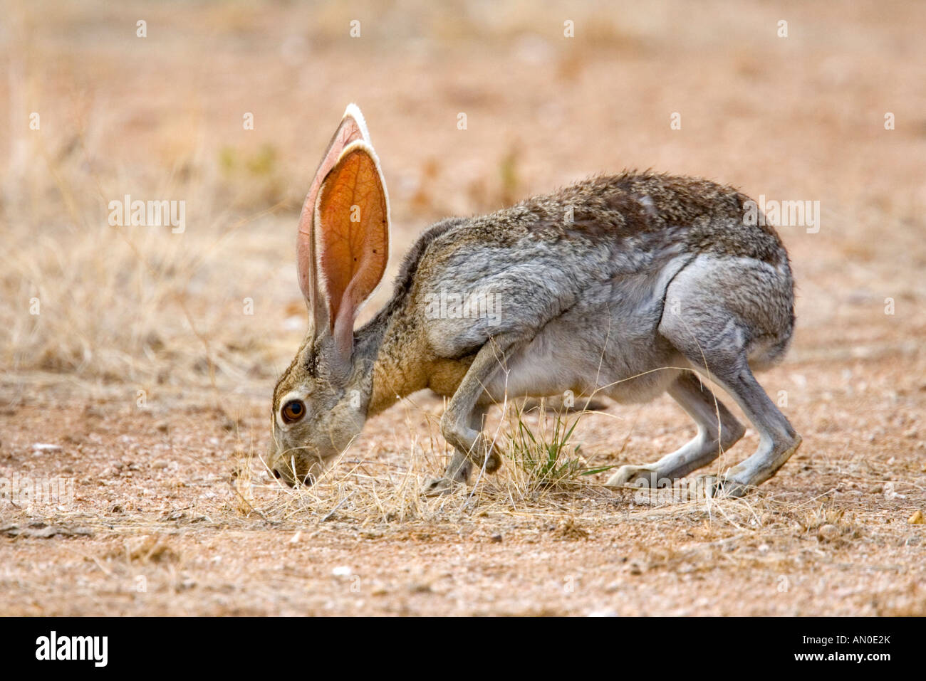 Antelope Jackrabbit Lepus alleni Oracle Pinal County Arizona United ...