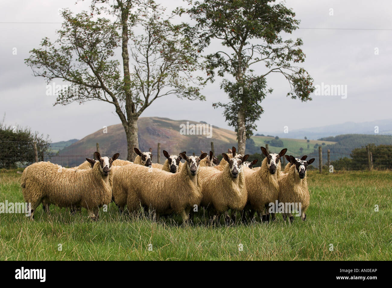 Welsh mules gimmers out of Beulah ewes sired by a Blue Faced leicester ...