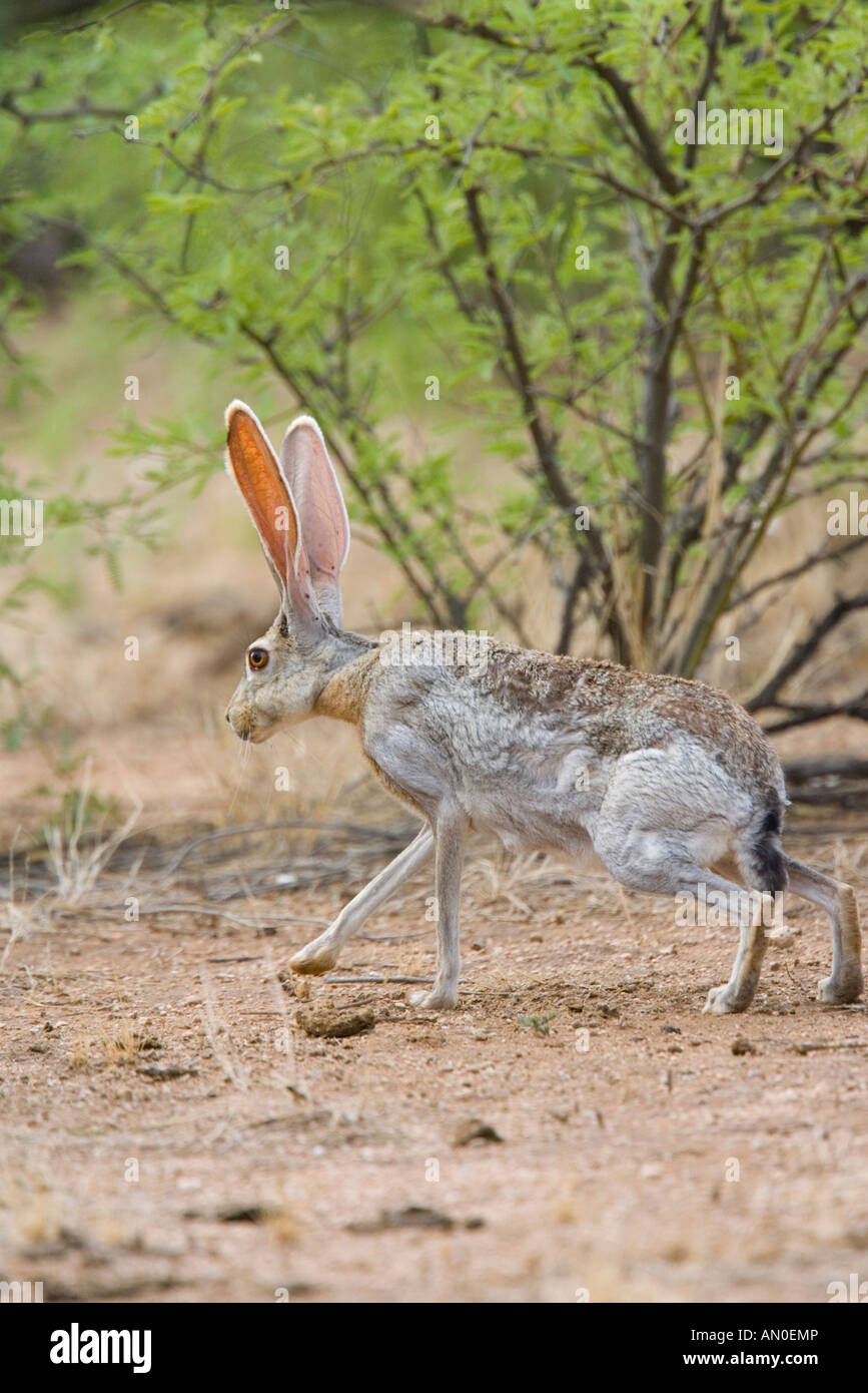 Lepus alleni hi-res stock photography and images - Alamy