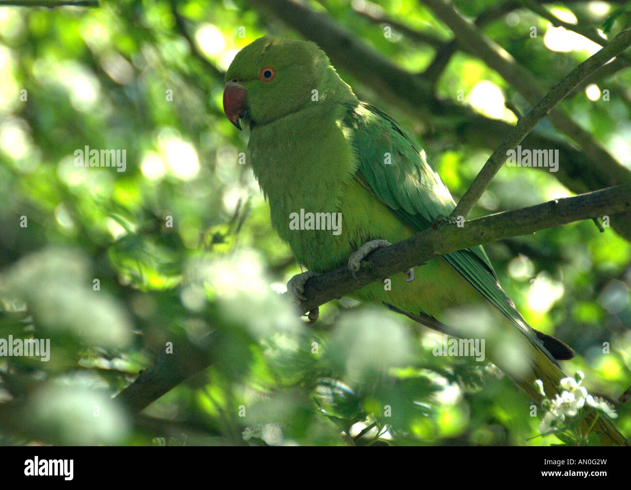 Parakeet in Kew Gardens Stock Photo - Alamy