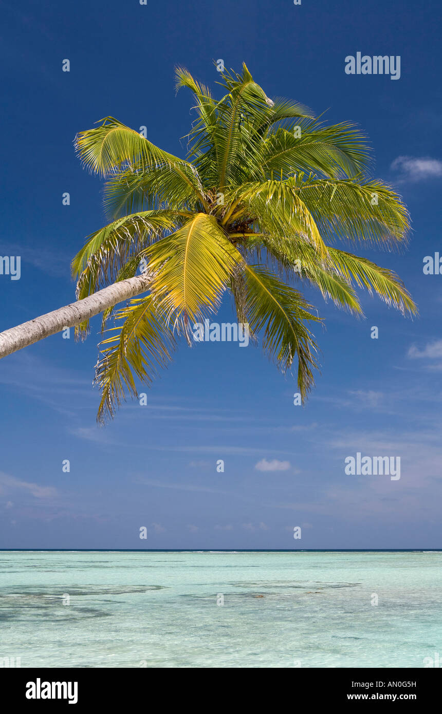 Maldives North Male Atoll Meeru Island Resort single palm tree leaning ...