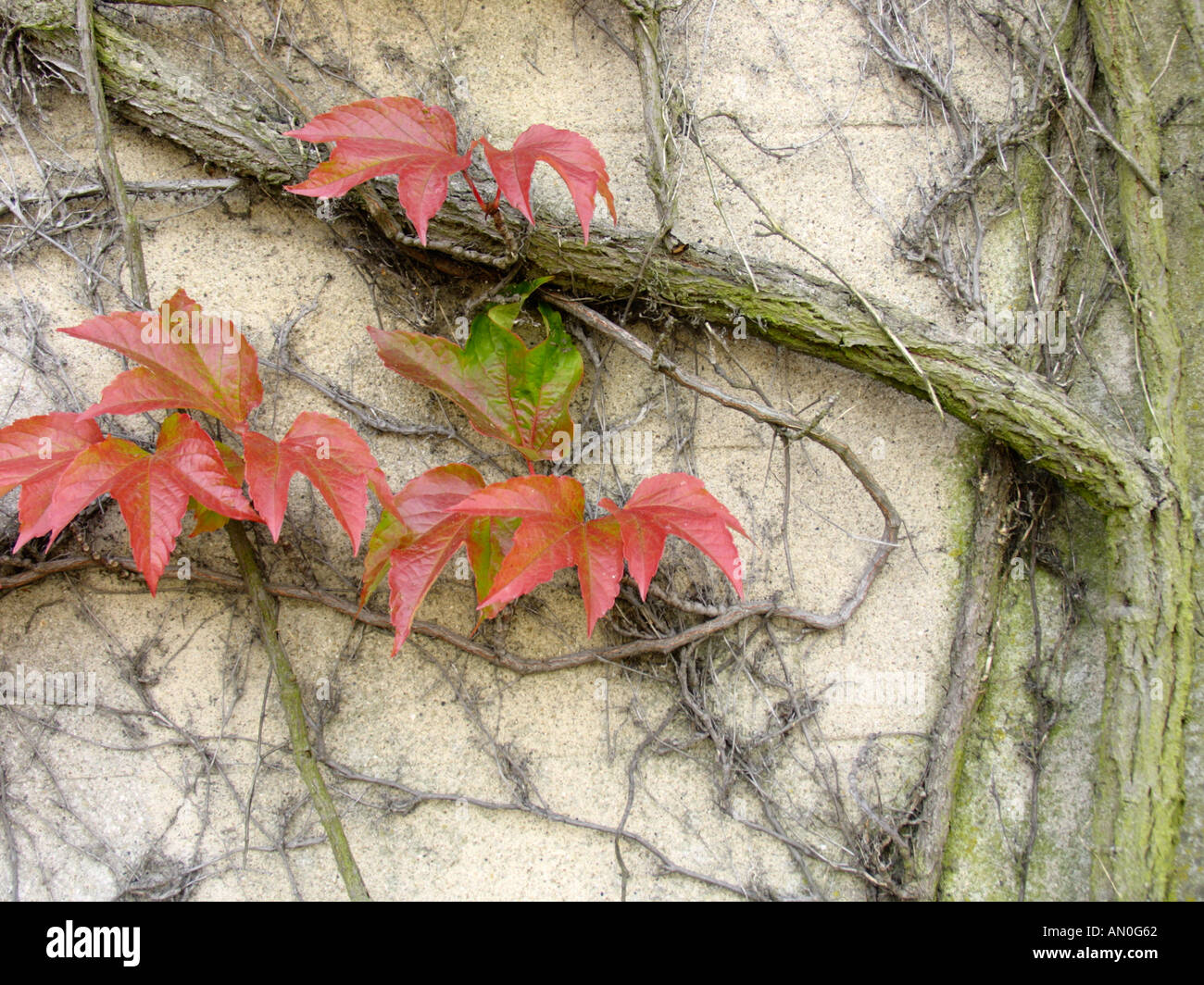 Classic ivy hi-res stock photography and images - Alamy