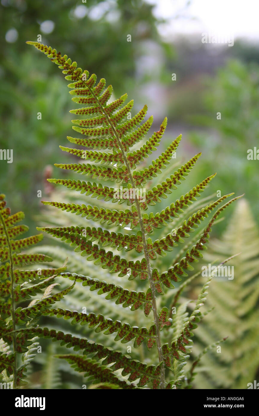 Fern Leaf Seeds Stock Photo - Alamy