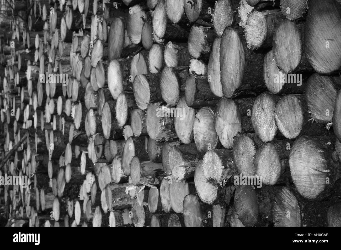 Stack of tree logs Black and White Stock Photos & Images - Alamy