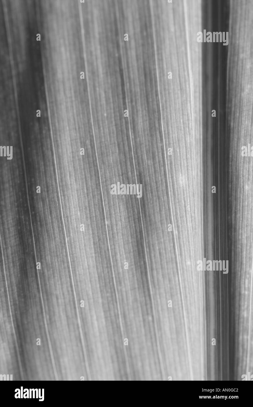 Maize texture Black and White Stock Photos & Images - Alamy