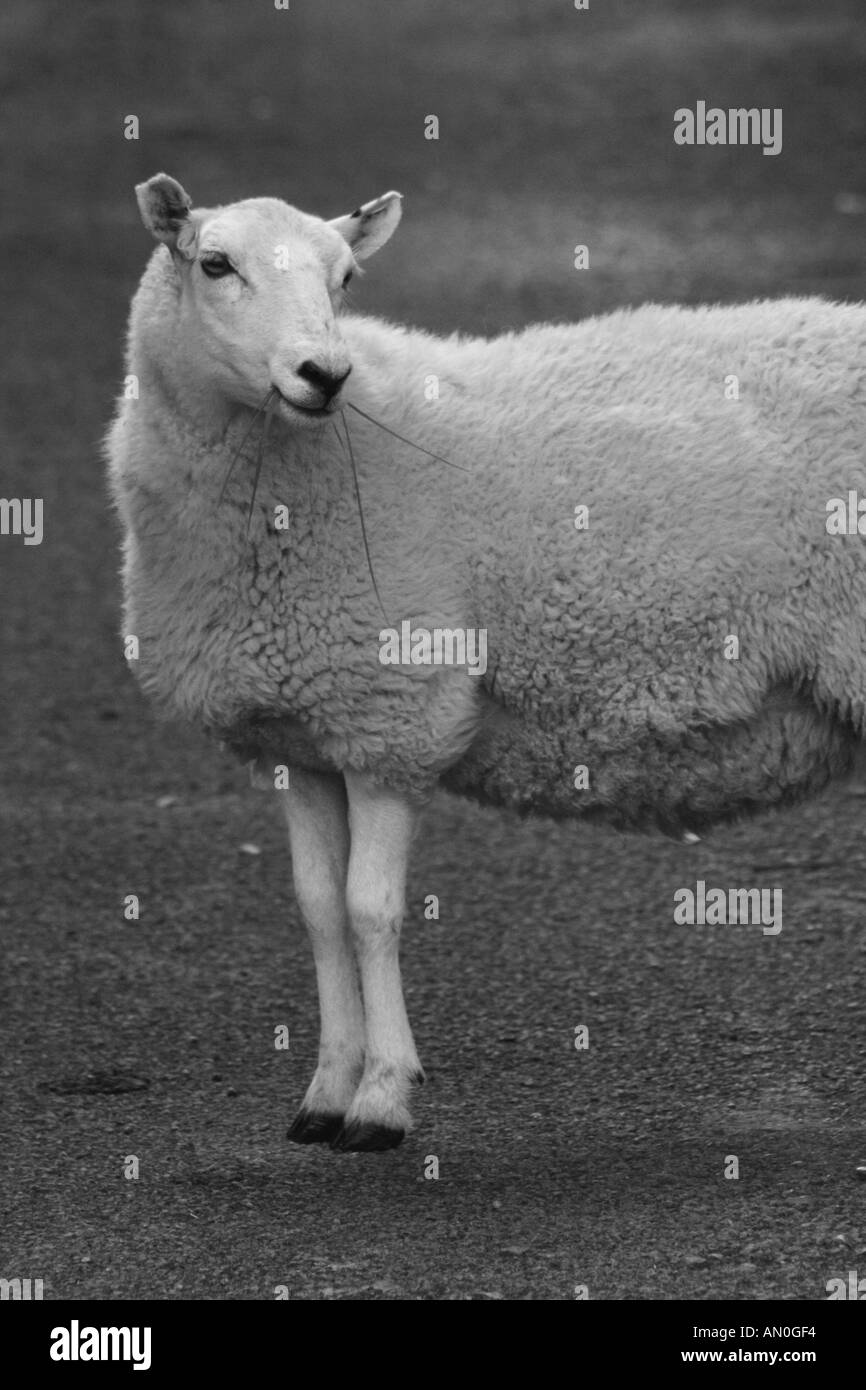 Single sheep Black and White Stock Photos & Images - Alamy