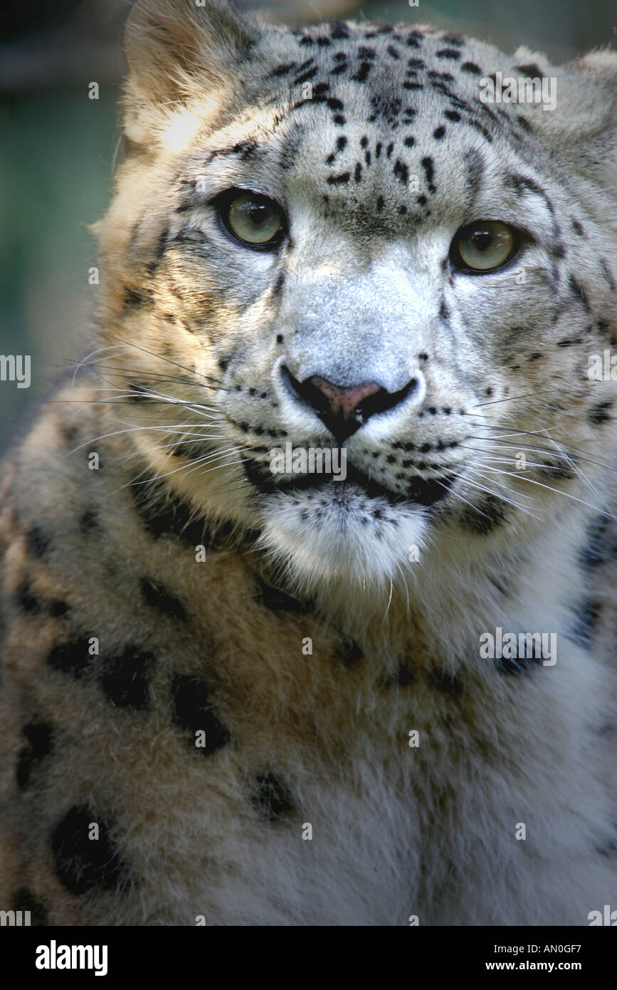 Leopards stare hi-res stock photography and images - Alamy