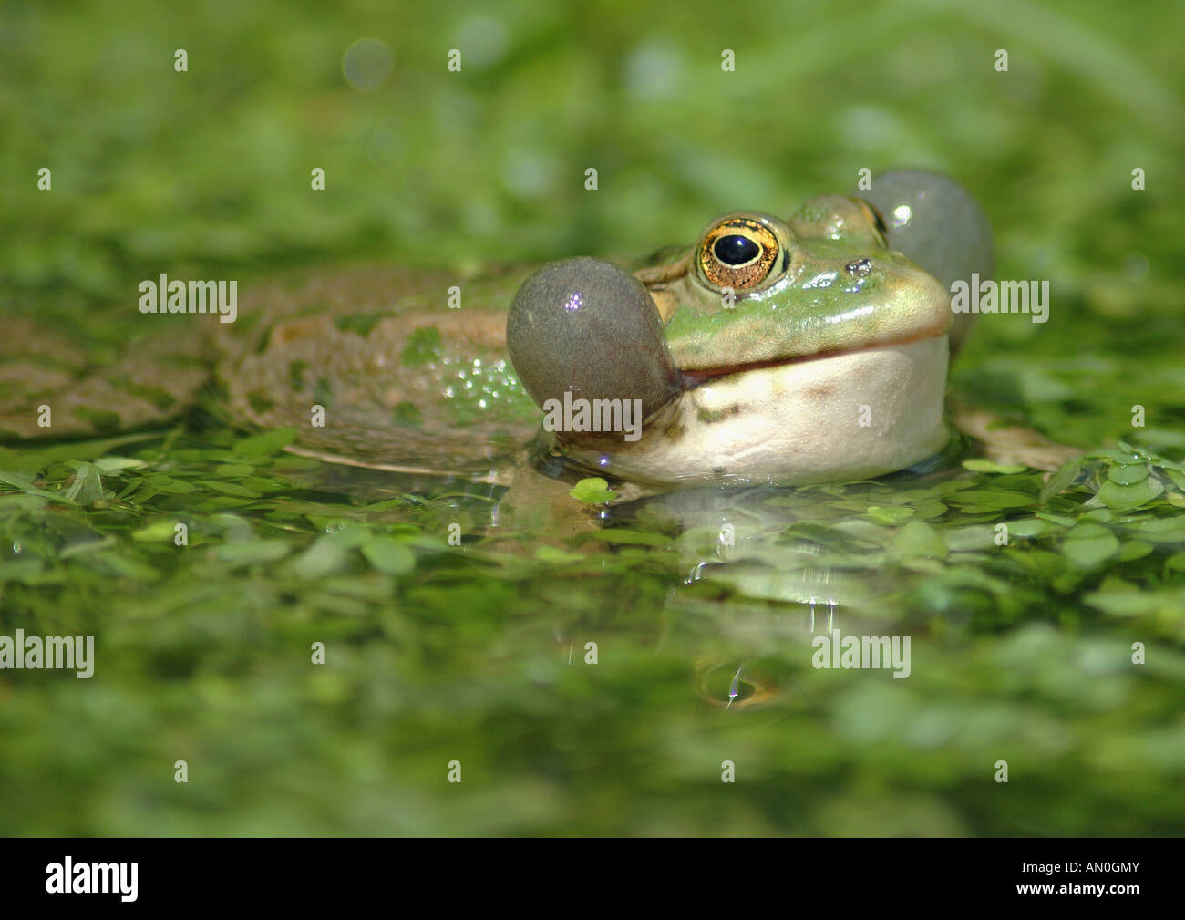 Marsh Frog taken at the British Wildlife Centre Stock Photo - Alamy