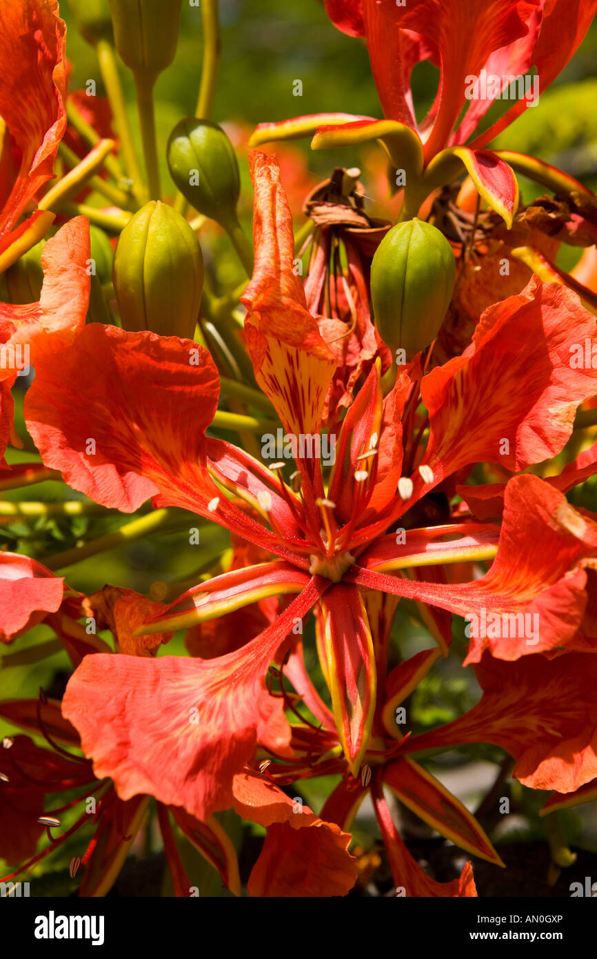 Maldives Addu Atoll Gan flowers and buds of Royal Ponciana Flame Tree ...