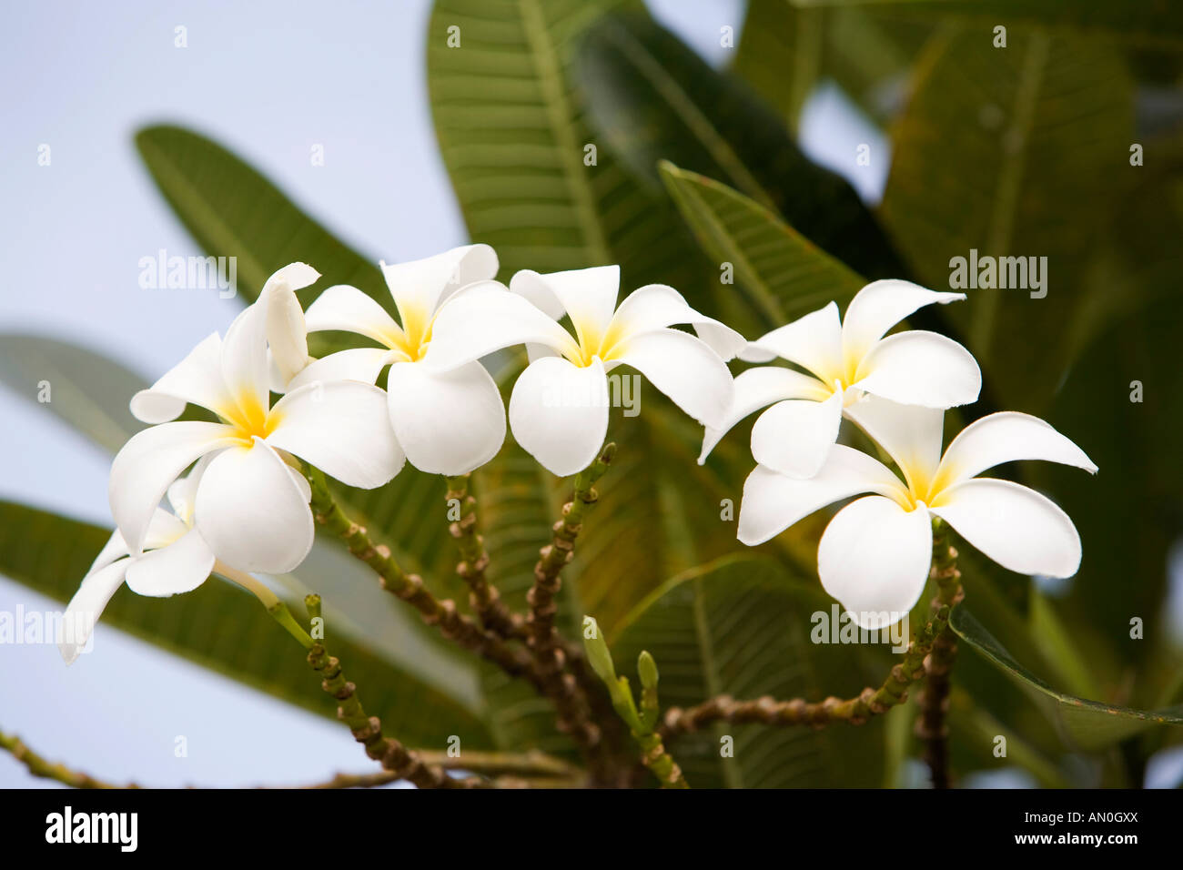 Maldives Addu Atoll Gan fragrant flowers of white frangipani Plumeria ...