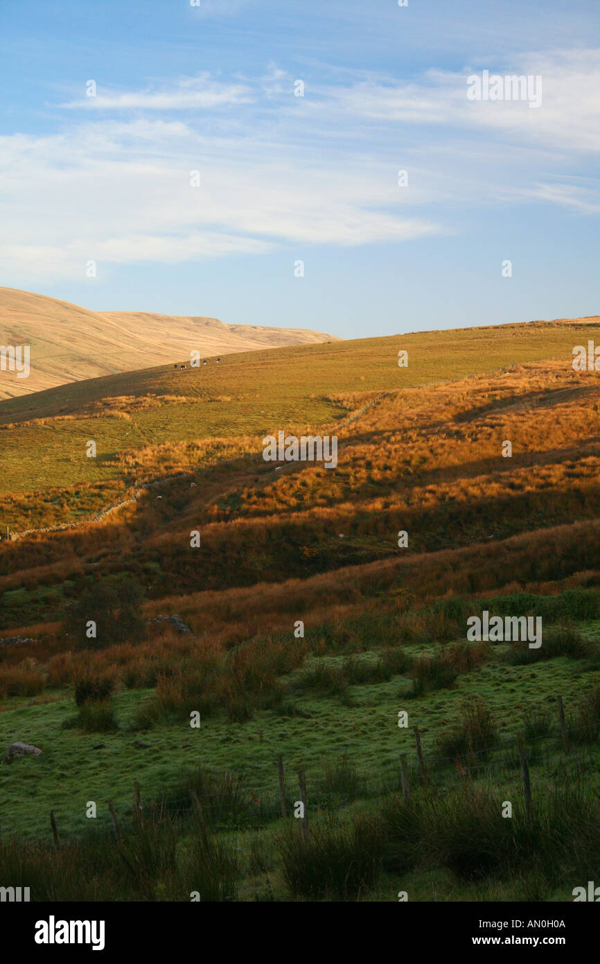 Fan Llia High Resolution Stock Photography and Images - Alamy