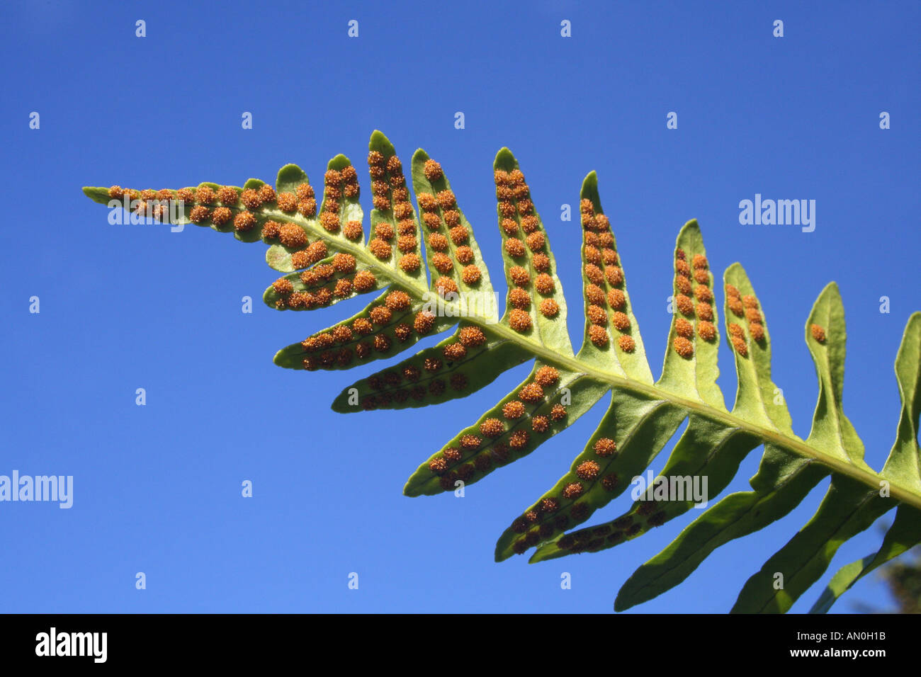 Fern seeds hi-res stock photography and images - Alamy