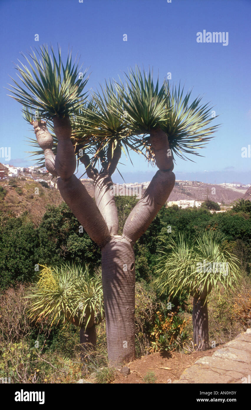 Gran canaria dragon trees hi-res stock photography and images - Alamy