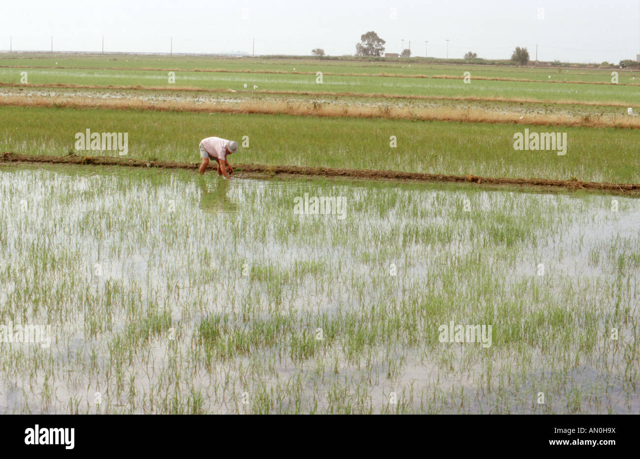 Man planting rice in paddy field in the Ebro Delta Spain Stock Photo ...
