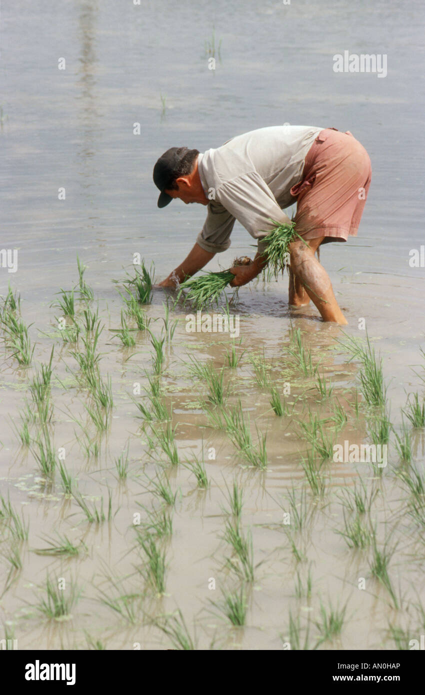 Man planting rice in paddy field in the Ebro Delta Spain Stock Photo ...