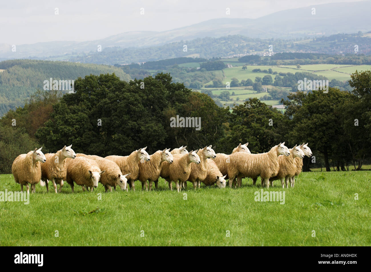 Welsh Mules out of Welsh Mountain ewes sired by Blue Faced Leicester ...