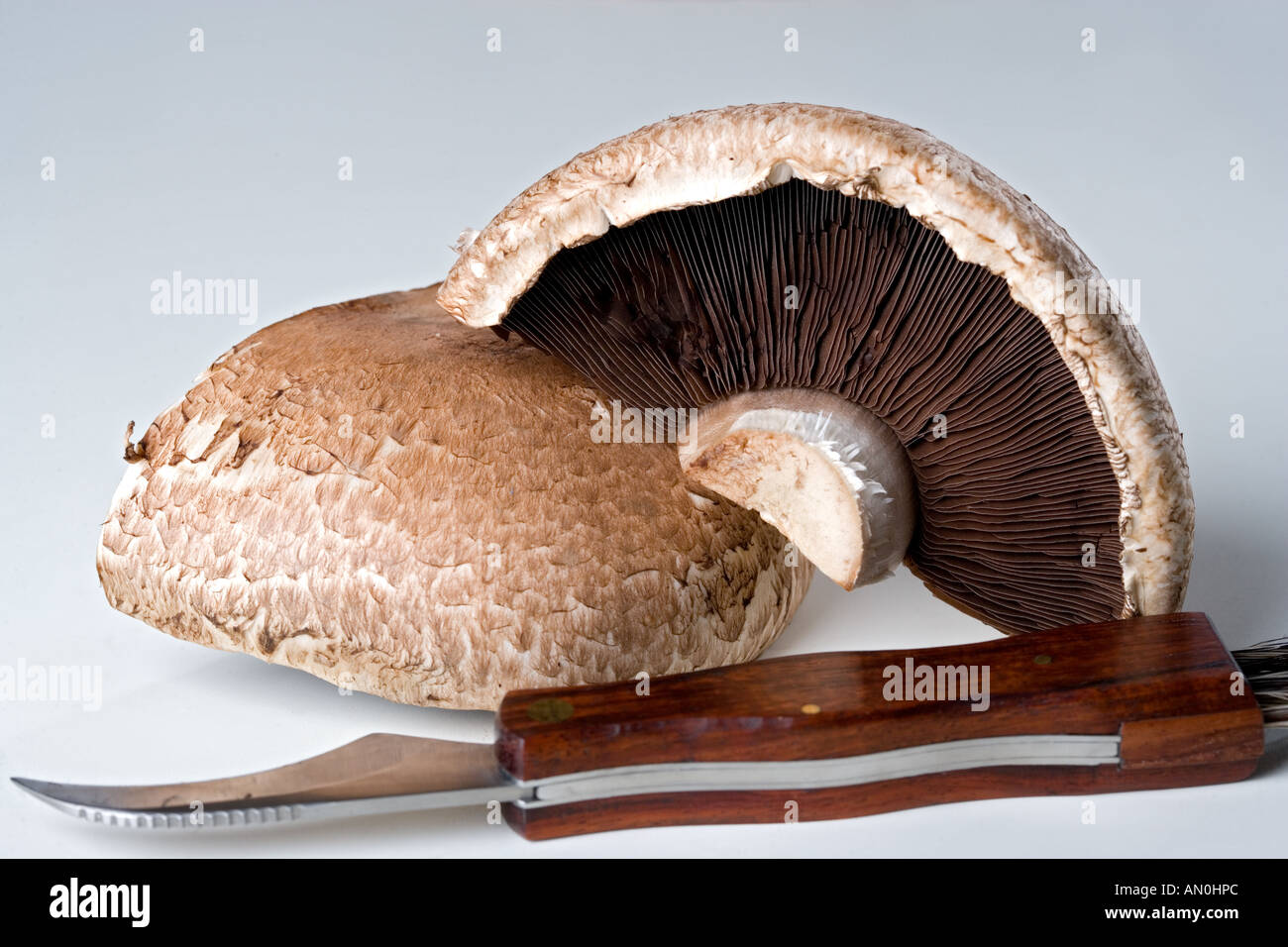 Agaricus silvaticus hi-res stock photography and images - Alamy