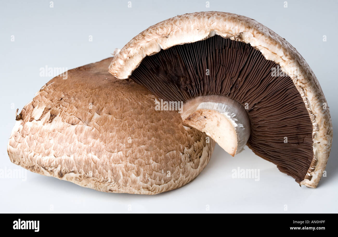 Agaricus silvaticus hi-res stock photography and images - Alamy