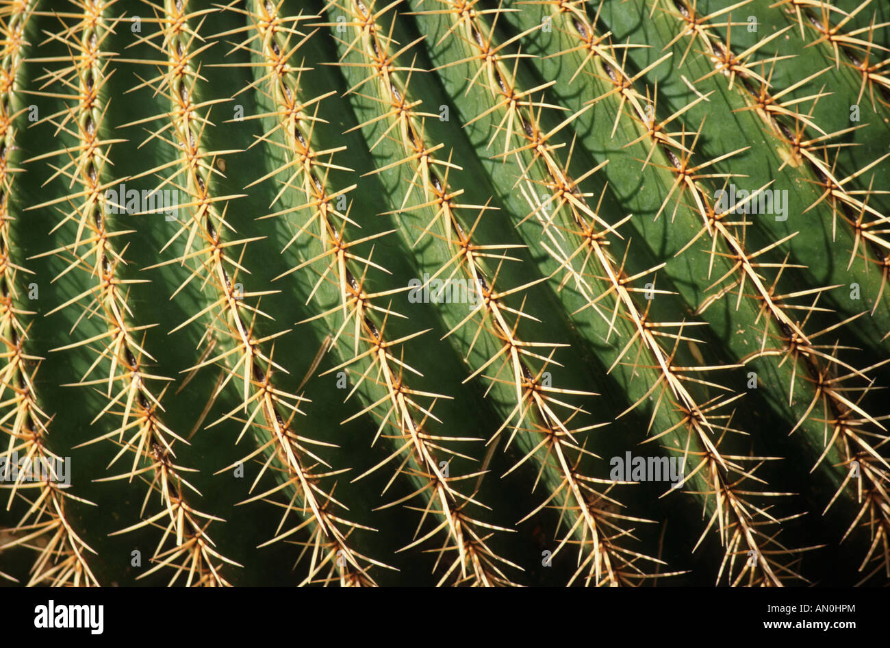 Close up of cactus showing spines Stock Photo - Alamy