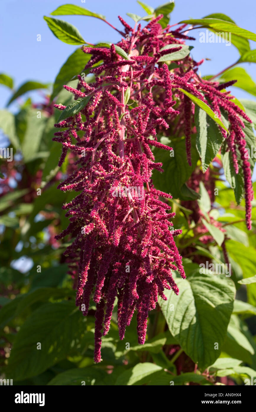 Tassel Flower High Resolution Stock Photography and Images - Alamy