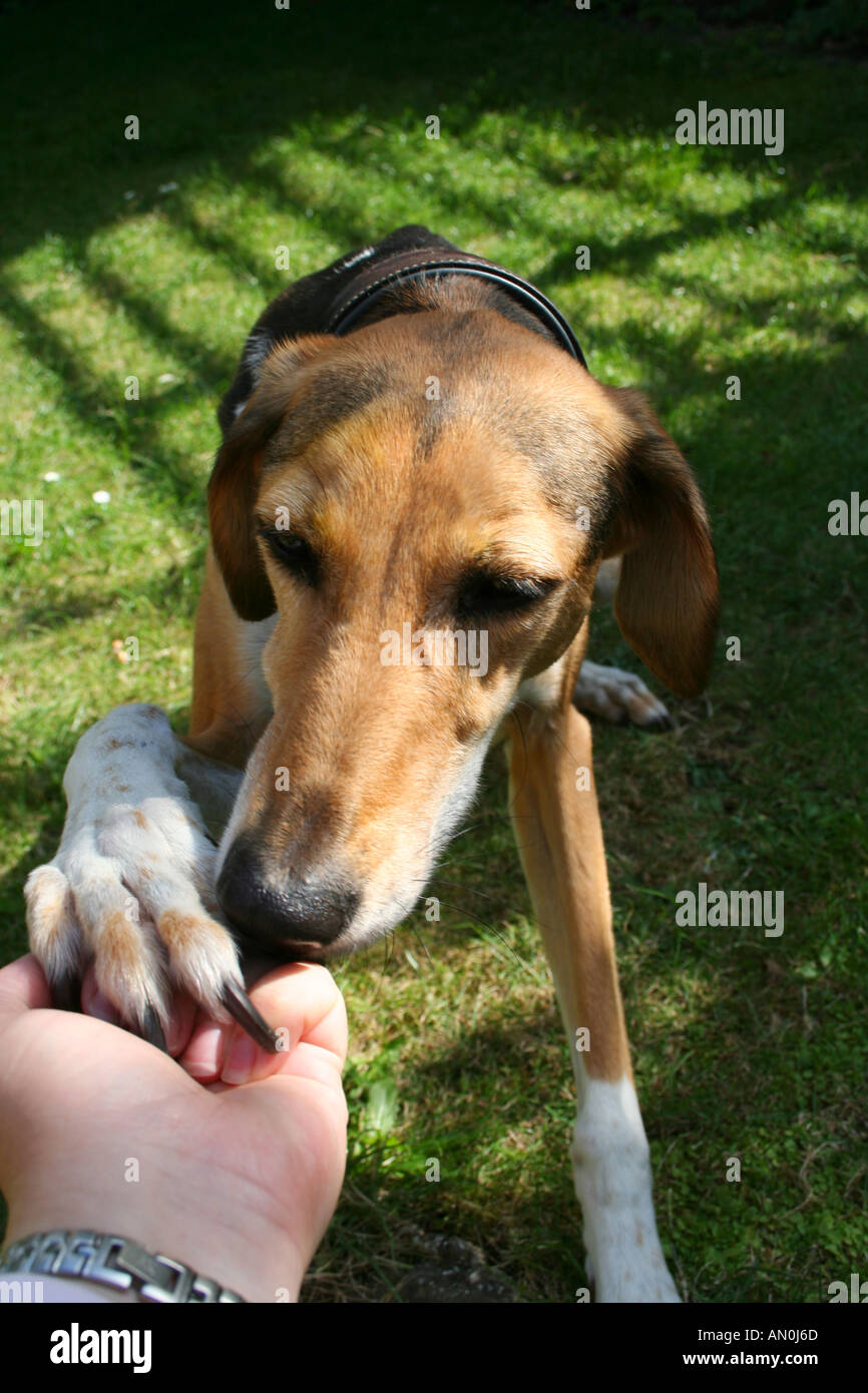 Dog eating out of hand in garden Stock Photo - Alamy