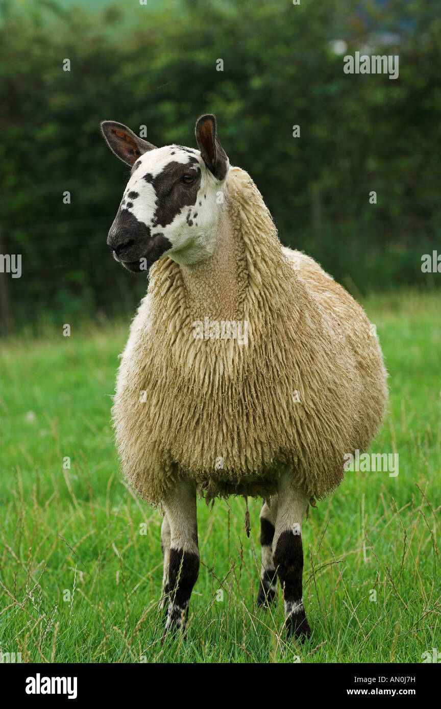 Welsh mules gimmers out of Beulah ewes sired by a Blue Faced leicester ...