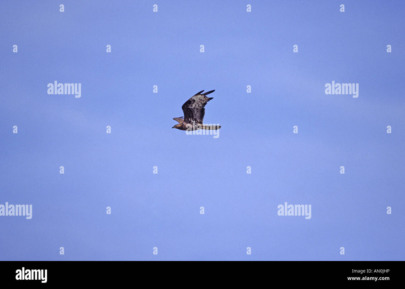 European honey buzzard Pernis apivorus in flight Camargue France Stock ...