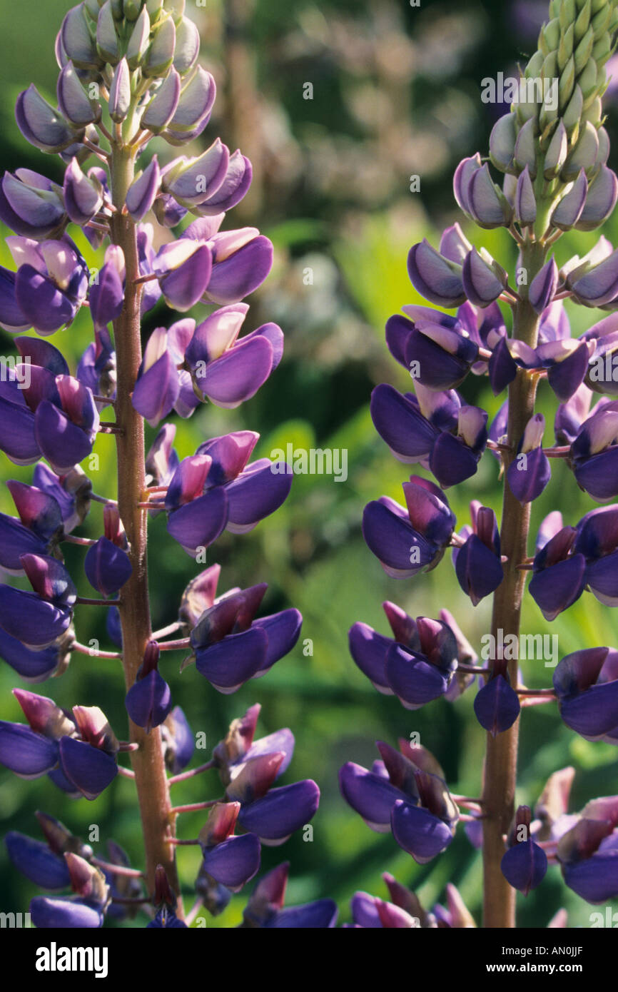 Garden lupin (Lupinus polyphyllus Stock Photo - Alamy