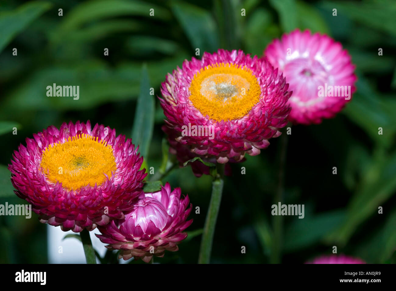 Flower strawflower bracteantha bracteata hi-res stock photography and ...