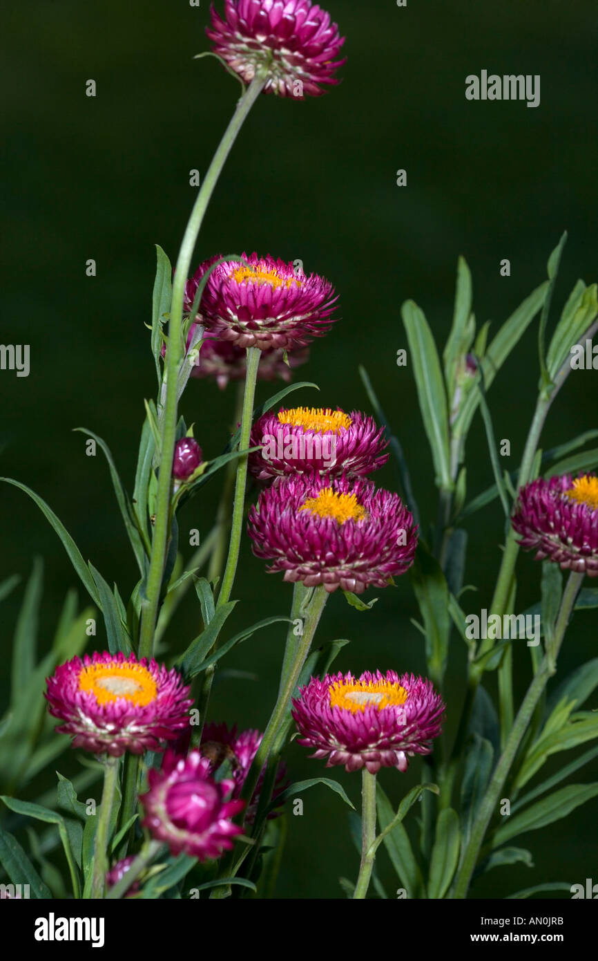 Flower strawflower bracteantha bracteata hi-res stock photography and ...