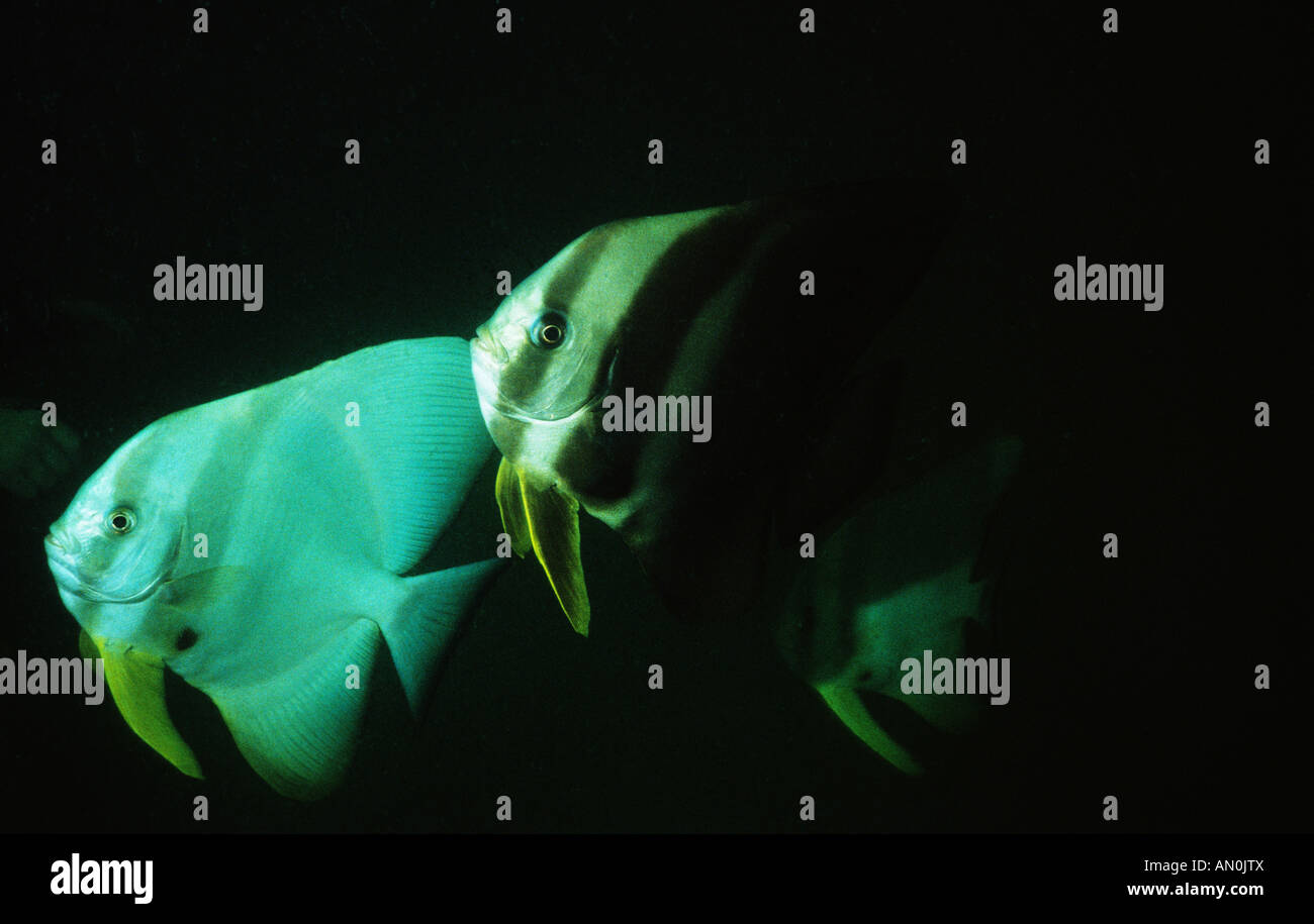 Changes body colour hi-res stock photography and images - Alamy