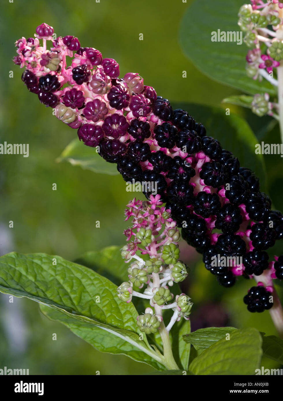 Pokeberry (Phytolacca acinosa Stock Photo - Alamy