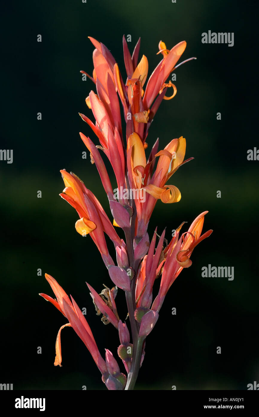 West indian arrowroot hi-res stock photography and images - Alamy