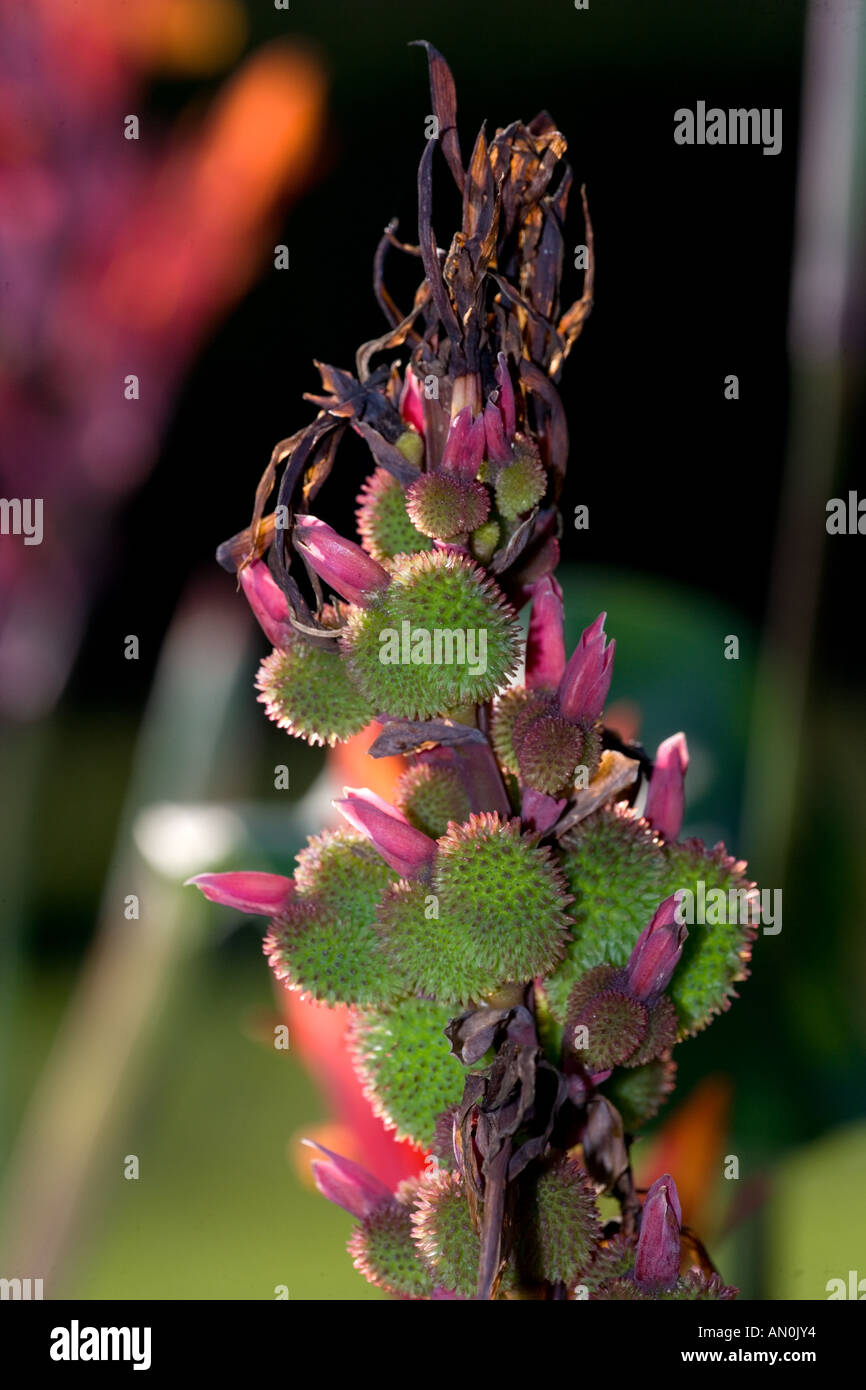 West indian arrowroot hi-res stock photography and images - Alamy