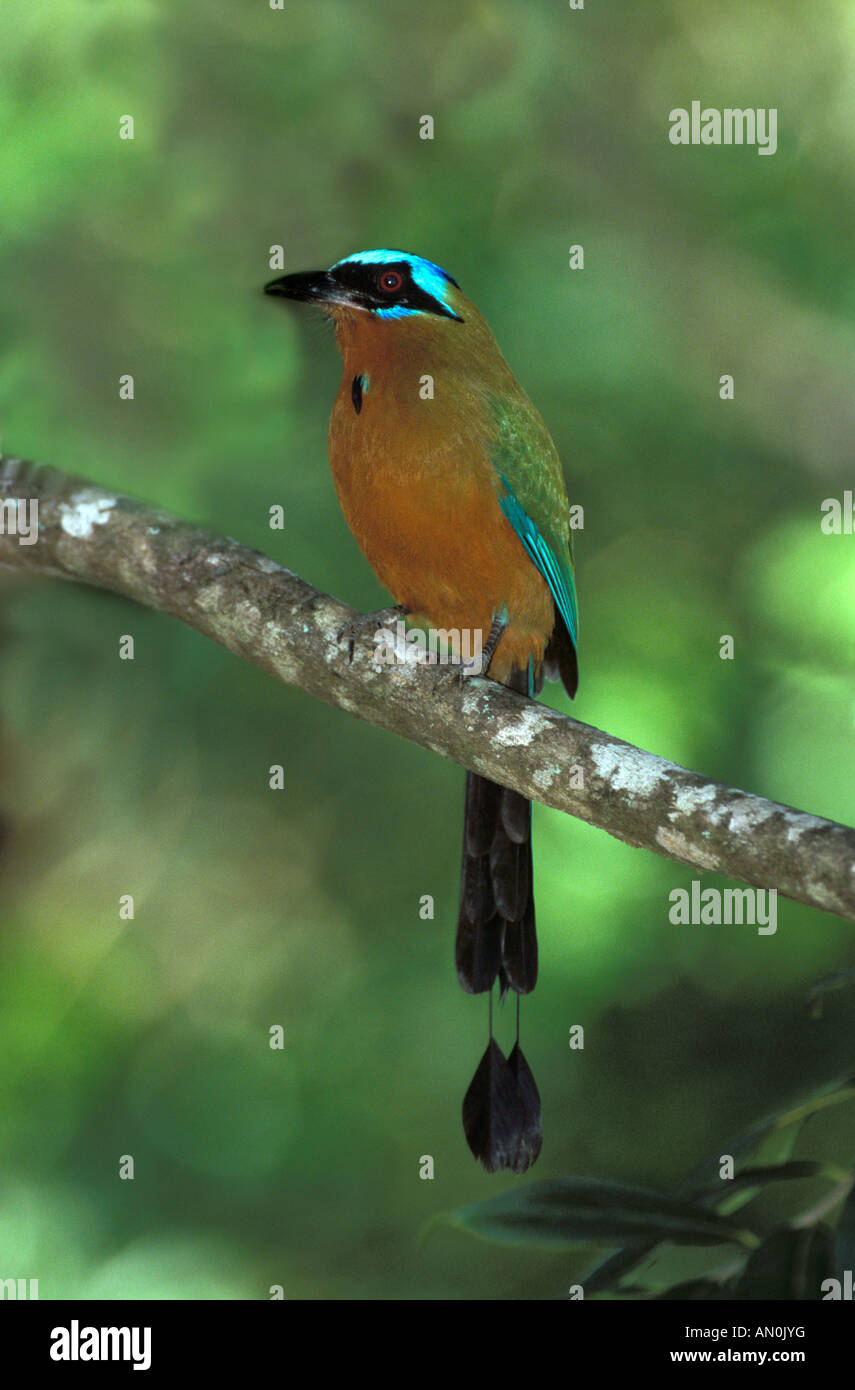 Motmot in habitat hi-res stock photography and images - Alamy