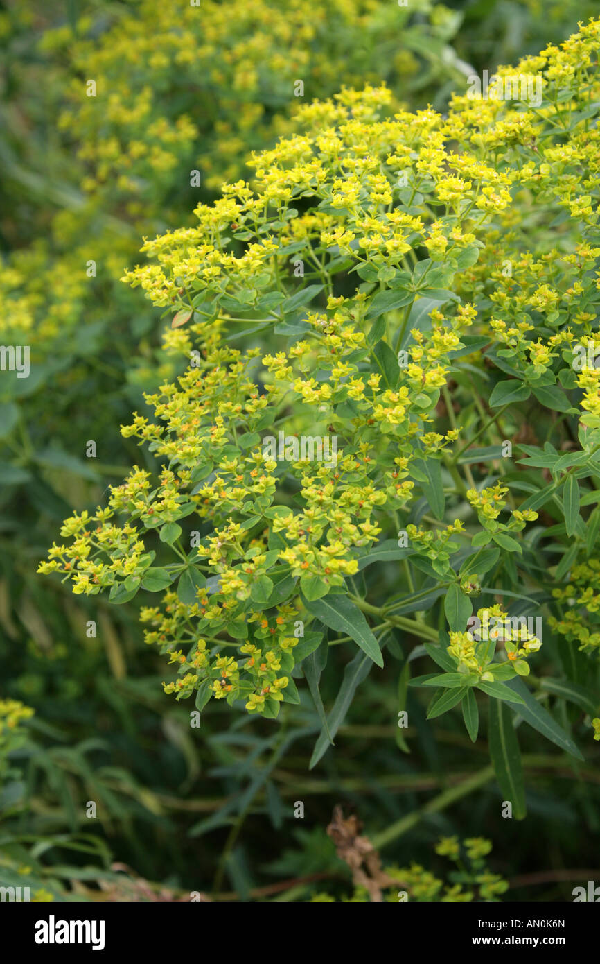 Euphorbia prostrata hi-res stock photography and images - Alamy
