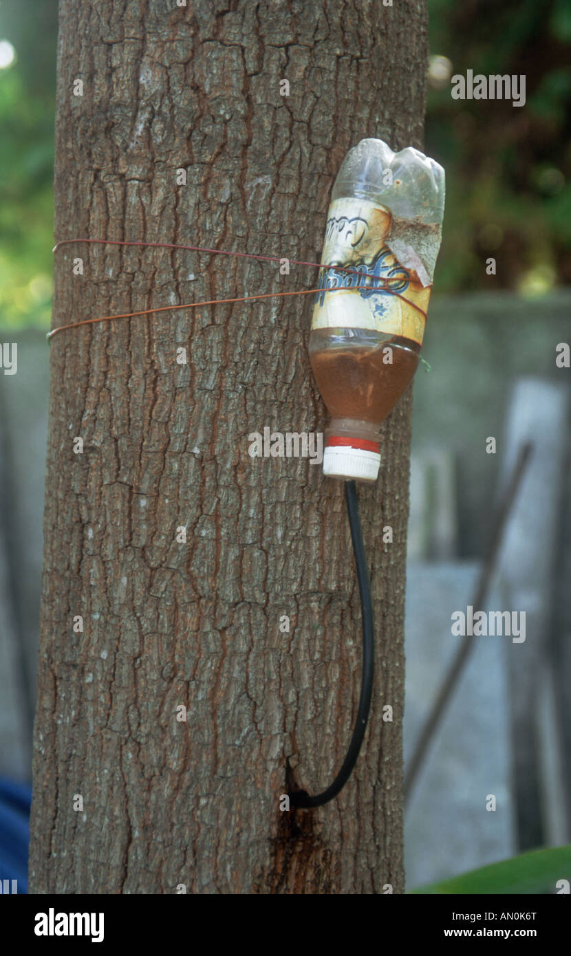 Bottle of chemical treatment attached to side of tree to treat disease ...