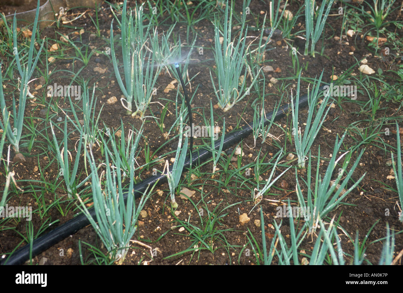 Onion pipe hi-res stock photography and images - Alamy