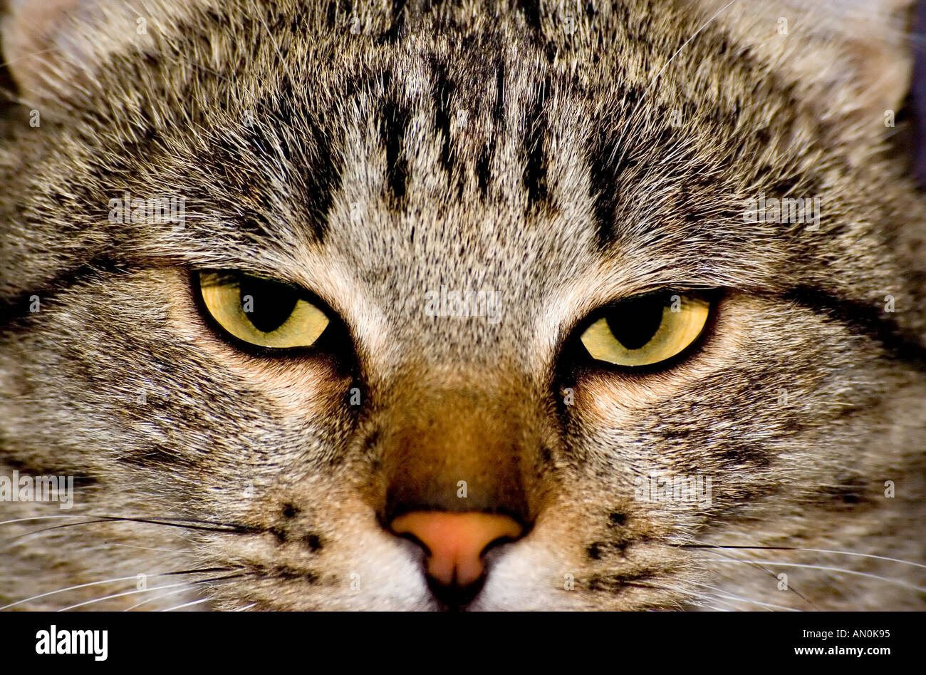 cat tiger gray with gold eyes portrait close up Stock Photo - Alamy