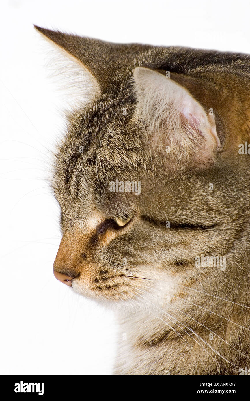 Tiger intensity close up hi-res stock photography and images - Alamy