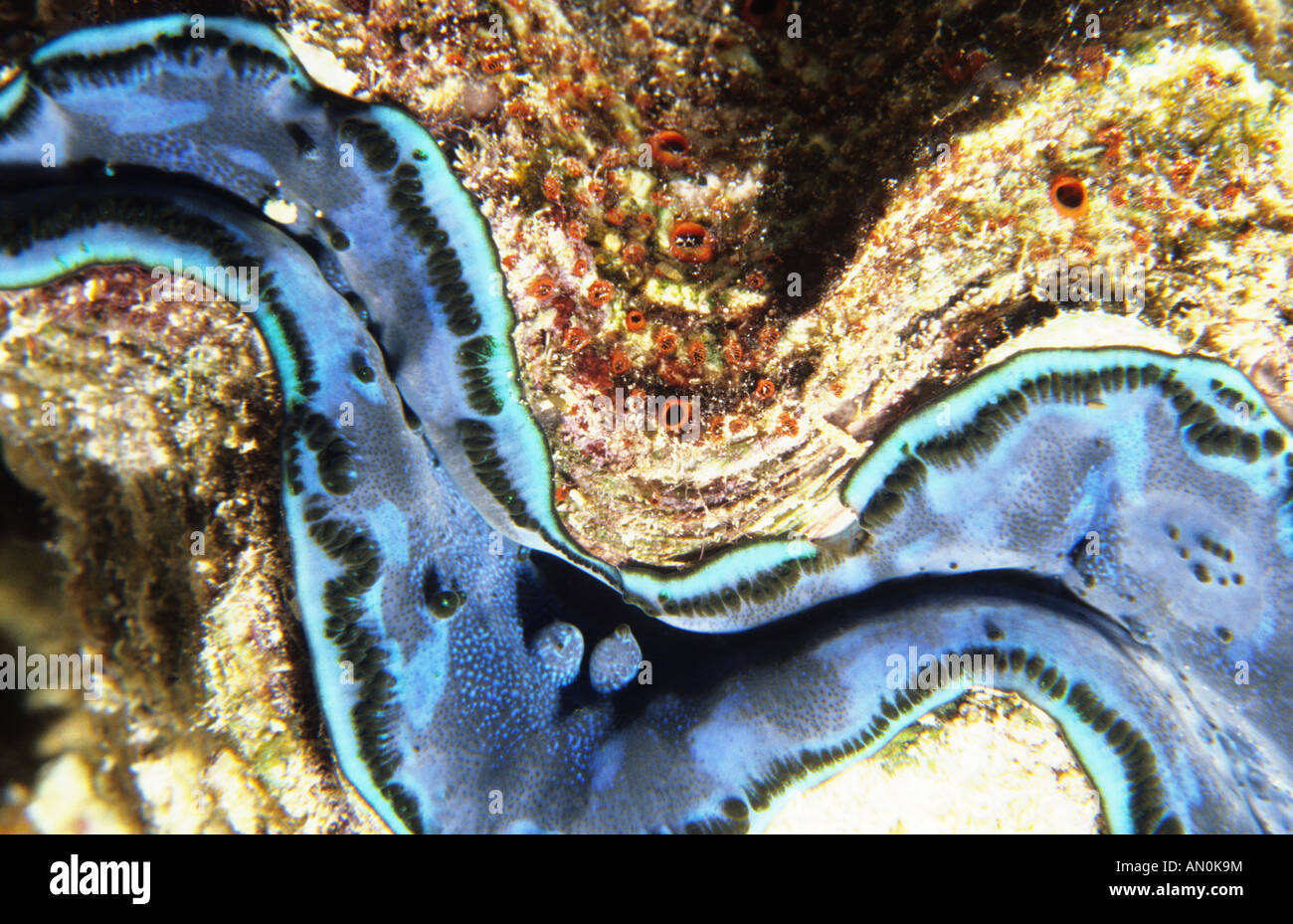Giant Clam. Molluscs. (Tridacna Gigas) Seychelles, Giant Clam Stock ...