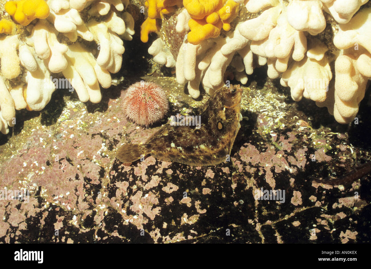 Lemon sole, head up ! Flatfish. UK sea fish. (Microstomus Kitt) Lemon ...