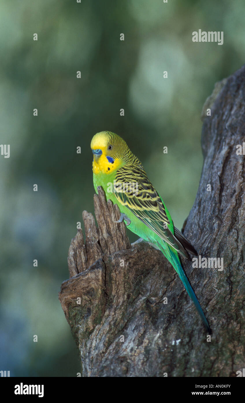 Budgerigar australia hi-res stock photography and images - Alamy